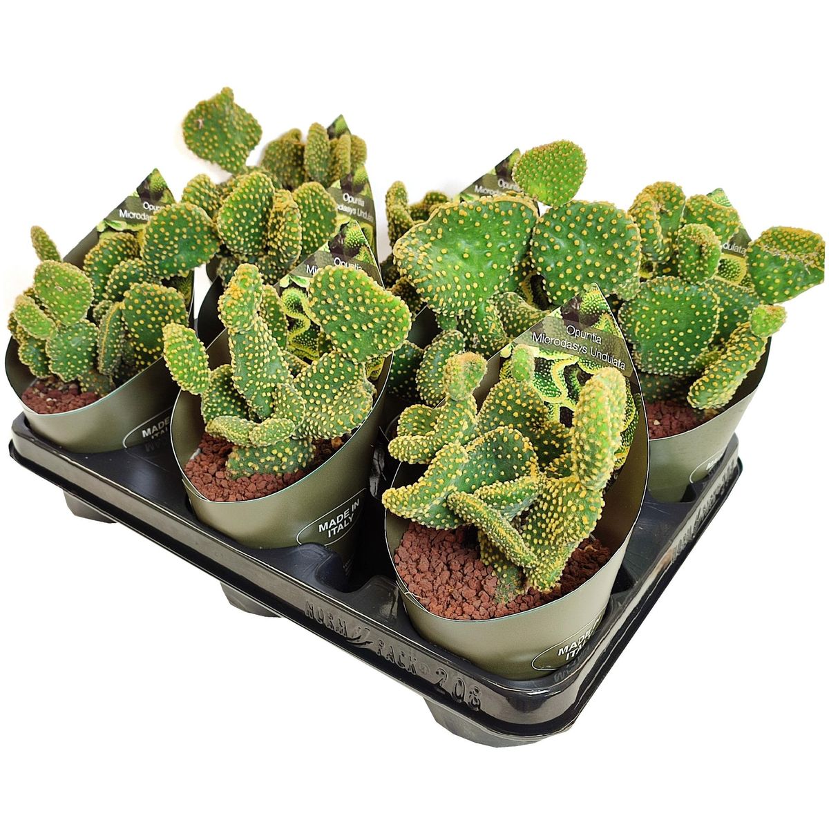 Opuntia microdasys undulata — Plant Wholesale FlorAccess