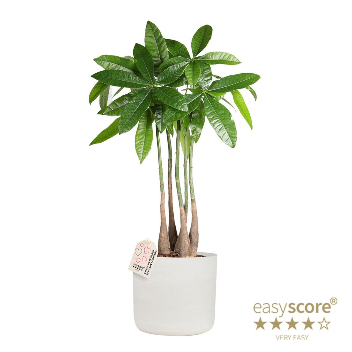 Pachira aquatica — Plant Wholesale FlorAccess