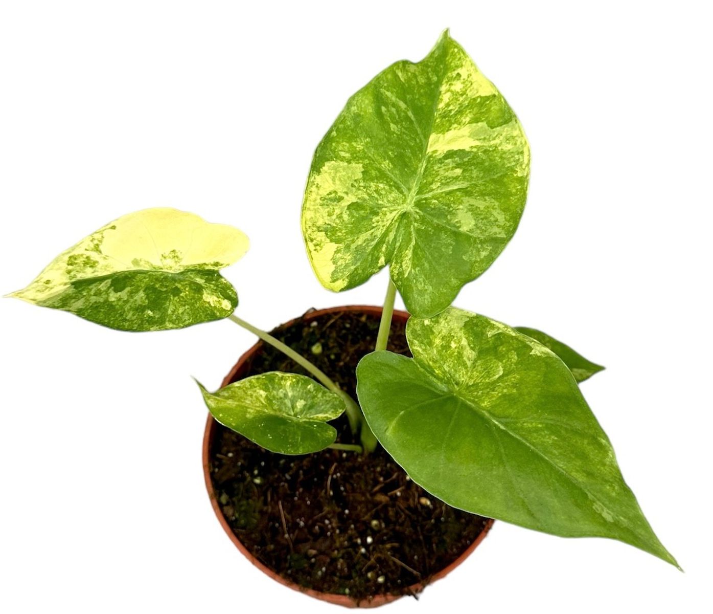 Alocasia gageana 'Variegata' — Plant Wholesale FlorAccess