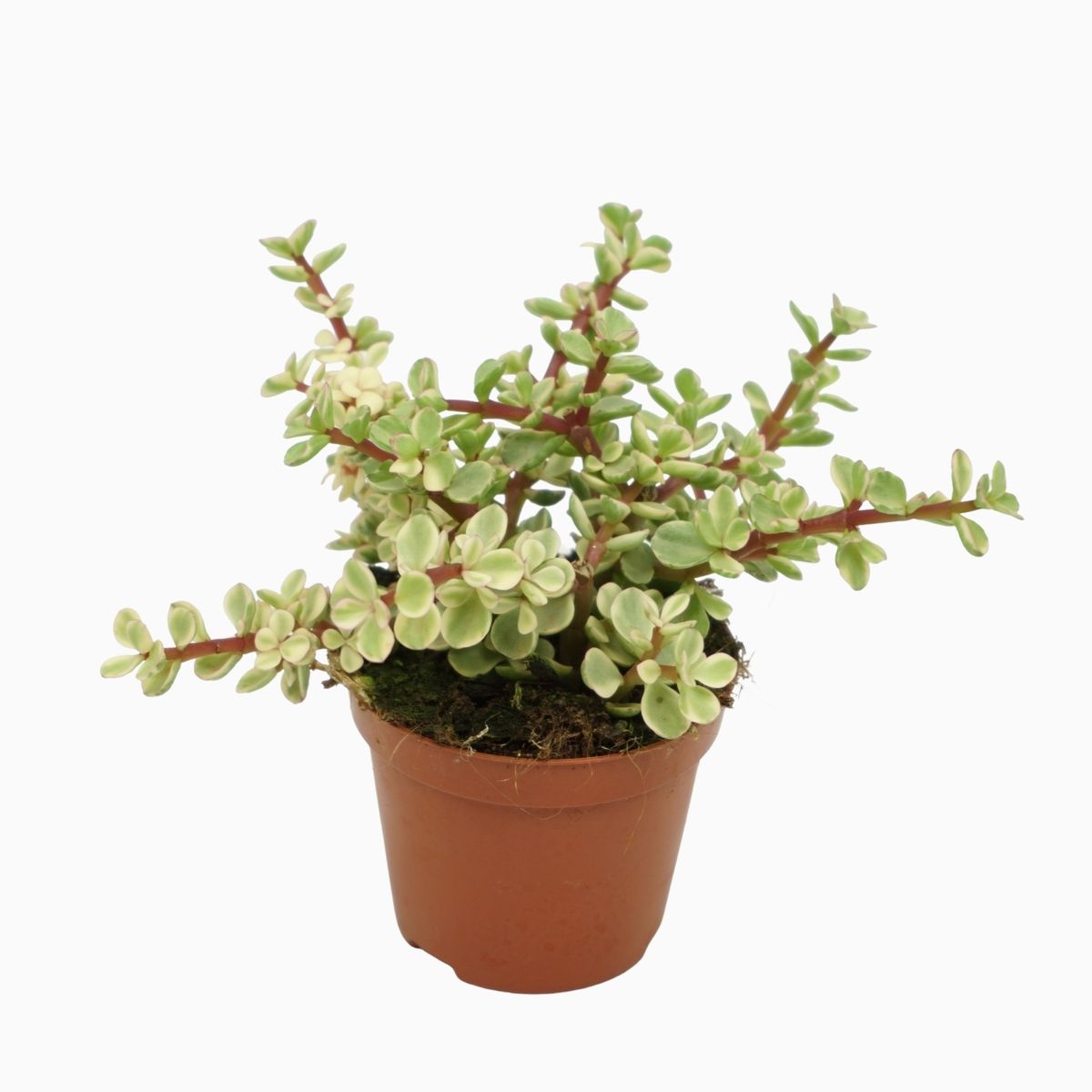 Portulacaria afra 'Variegata' — Plant Wholesale FlorAccess