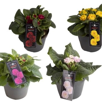 Primula vulgaris BELARINA MIX — Plant Wholesale FlorAccess