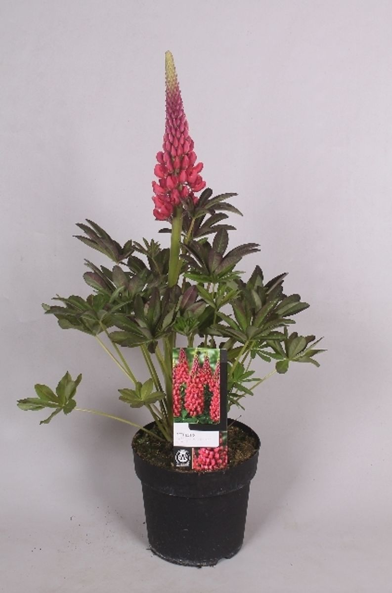 Lupinus WEST COUNTRY BEEFEATER — Plant Wholesale FlorAccess