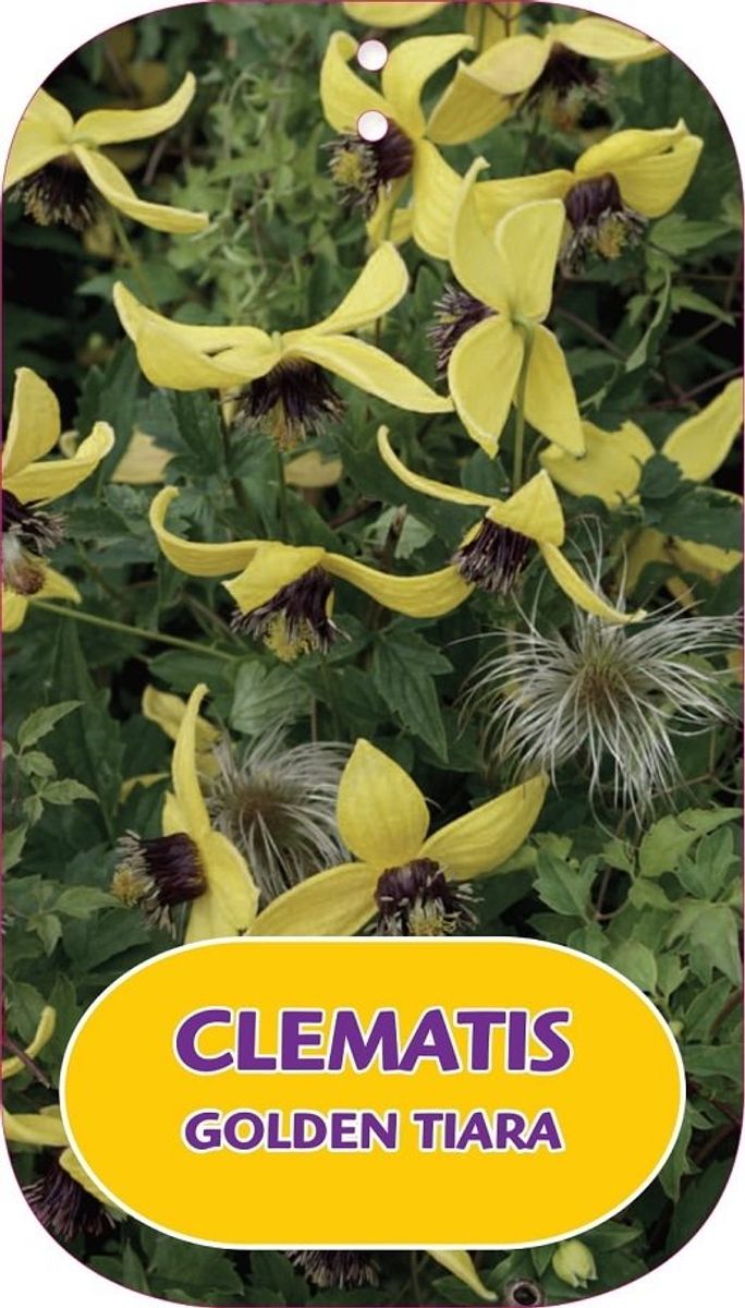 Clematis 'Golden Tiara' (Ta) — Plant Wholesale FlorAccess