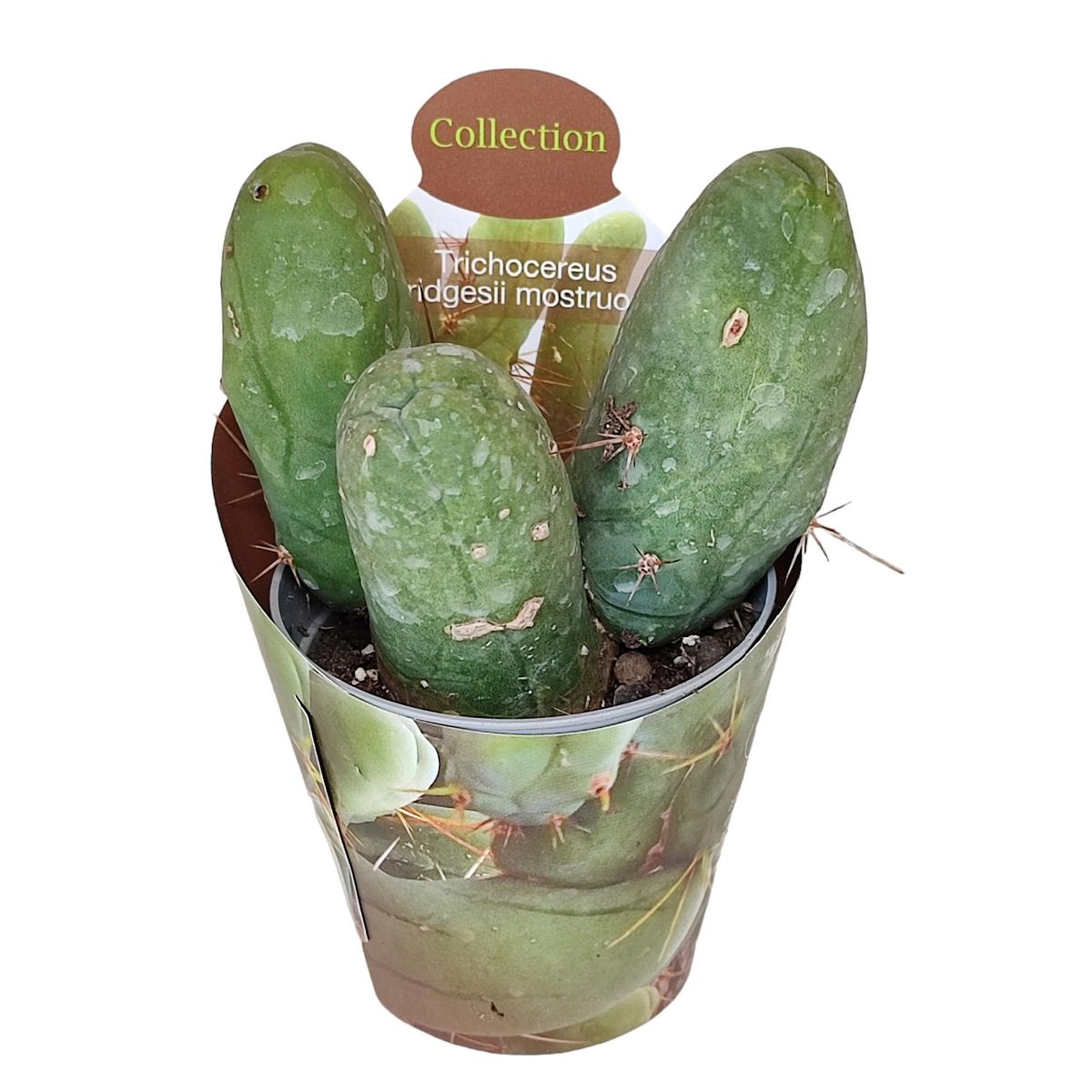 Trichocereus bridgesii monstruosus — Plant Wholesale FlorAccess