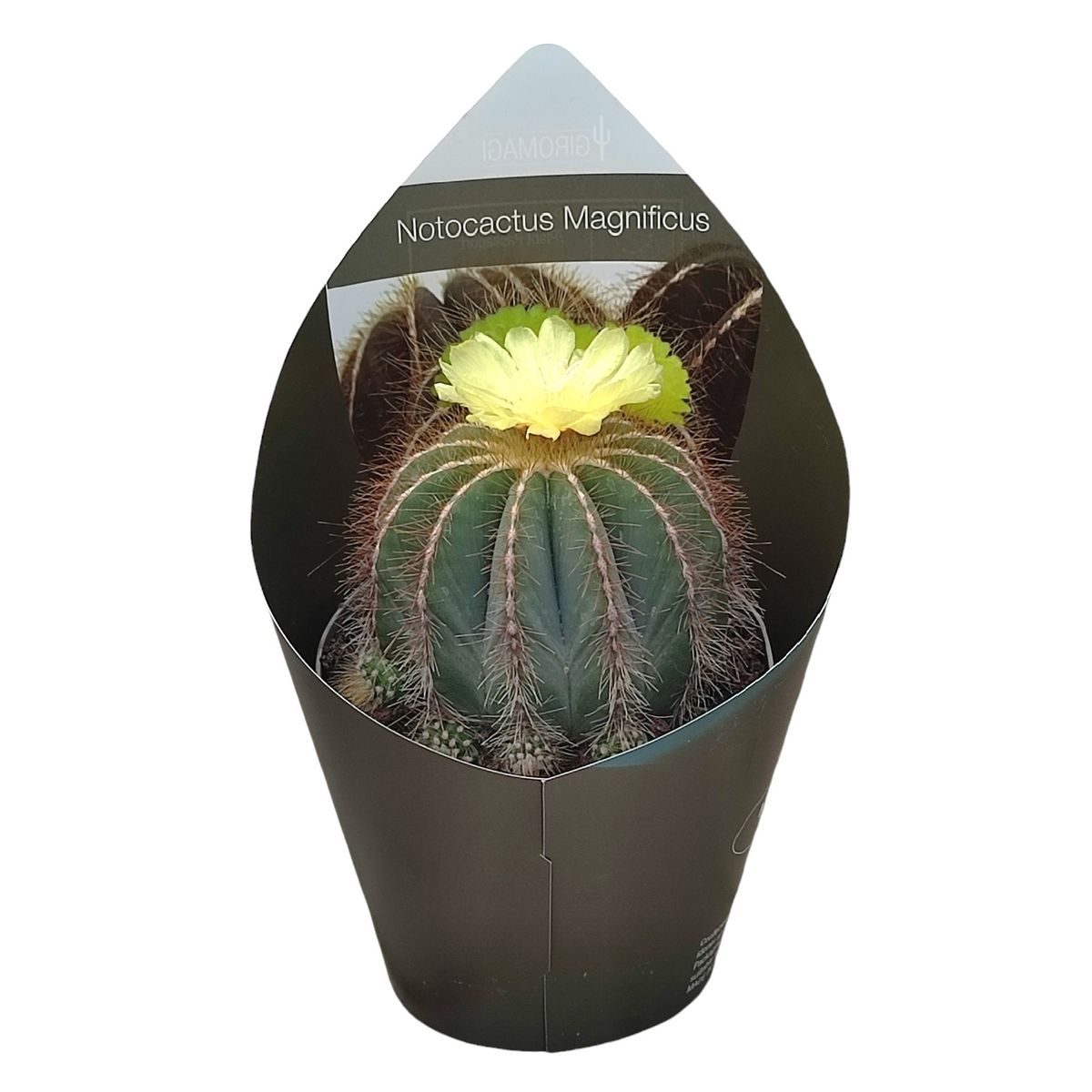 Notocactus magnificus — Plant Wholesale FlorAccess