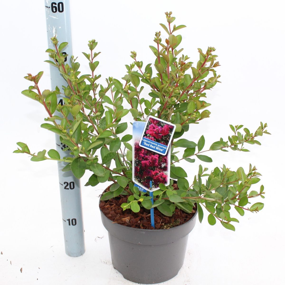 Lagerstroemia indica RED RED WINE — Plant Wholesale FlorAccess