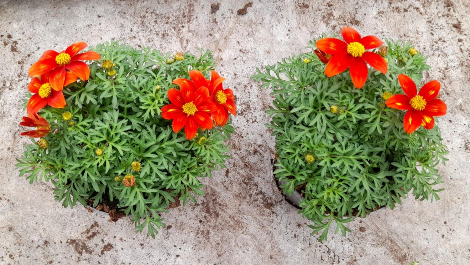 Bidens ferulifolia TAKA TUKA RED YELLOW CENTER — Plant Wholesale FlorAccess