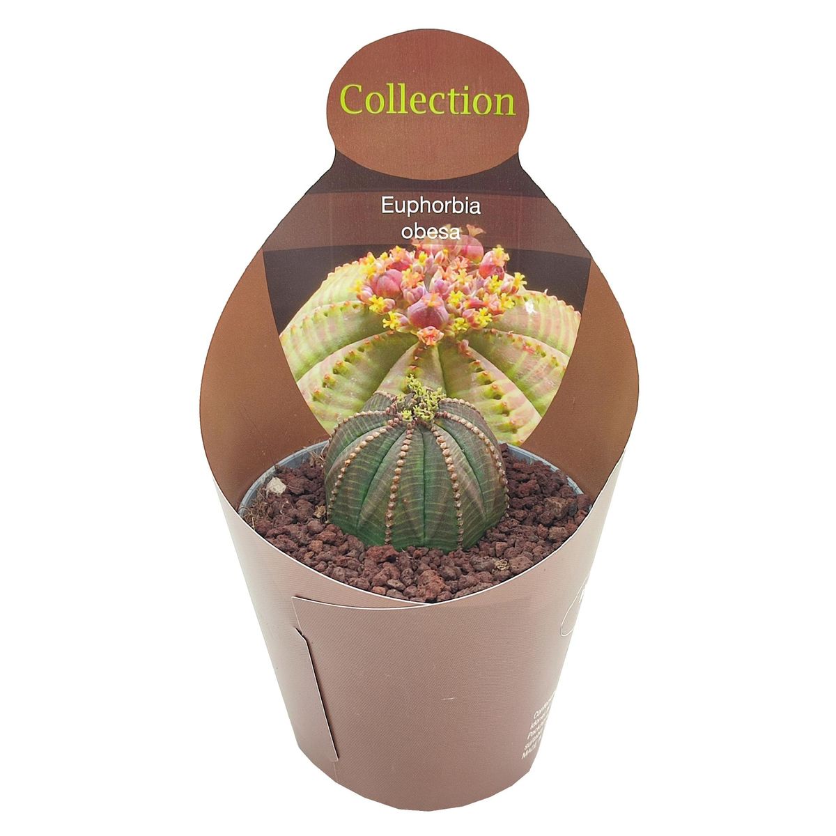 Euphorbia obesa — Mayorista de plantas FlorAccess