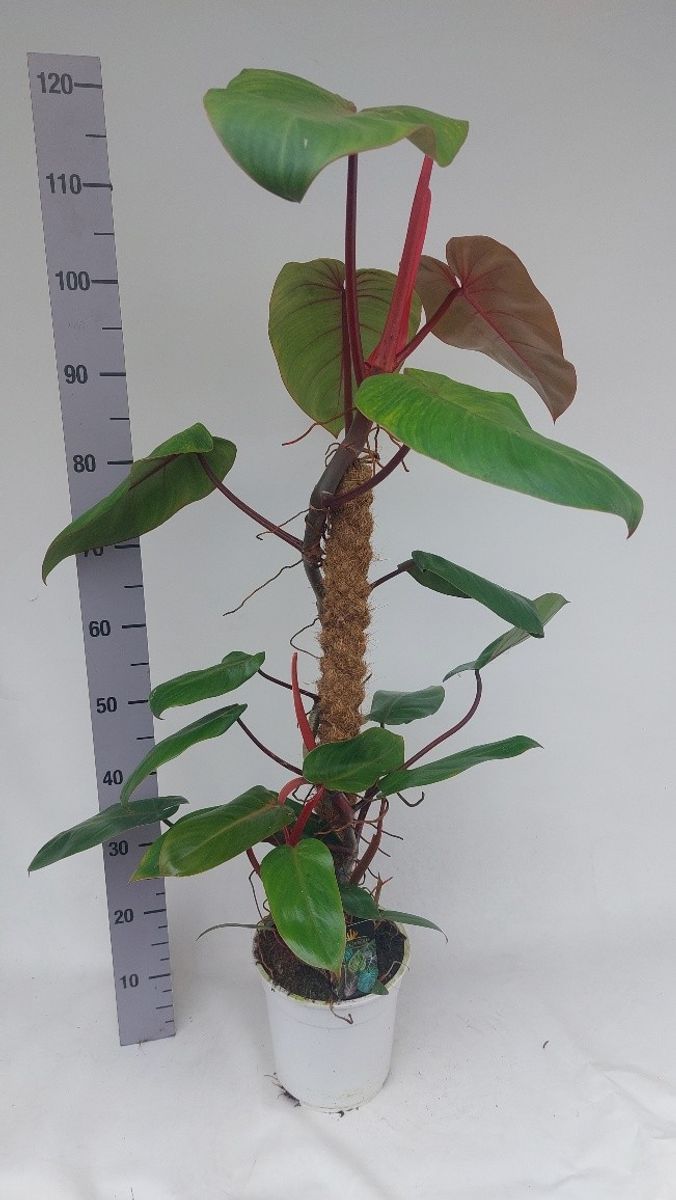 Philodendron 'Red Emerald' — Plant Wholesale FlorAccess