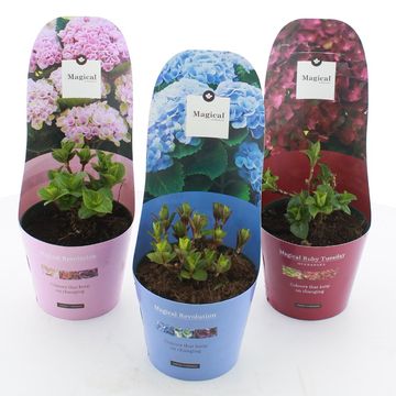 Hydrangea — Plant Wholesale FlorAccess