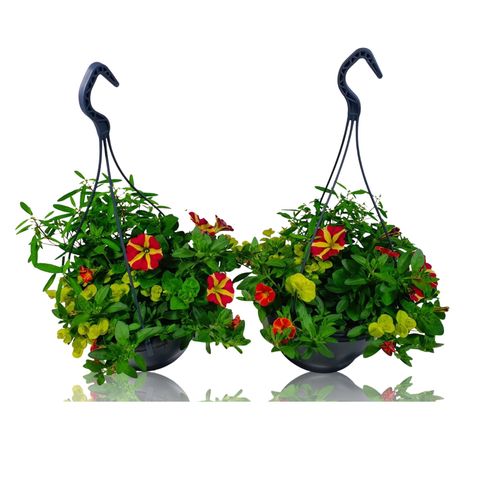 Perennials MIX IN POT — Plant Wholesale FlorAccess