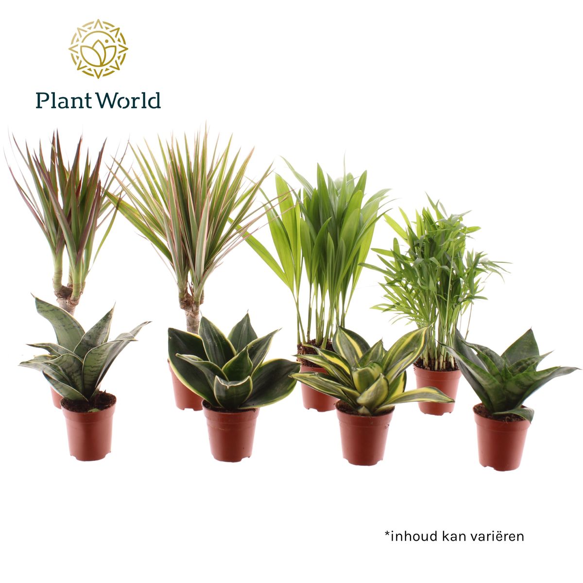 Houseplants MIX — Plant Wholesale FlorAccess