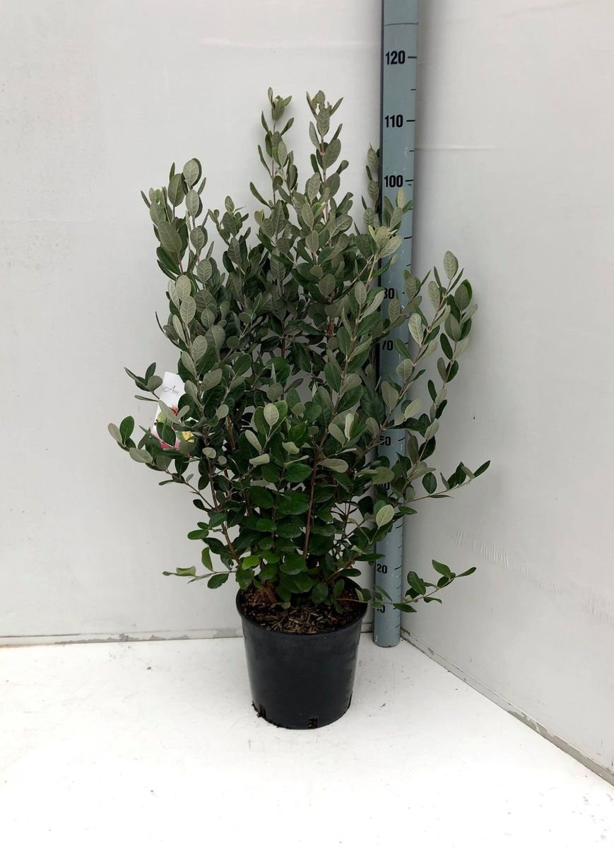 Acca sellowiana — Plant Wholesale FlorAccess