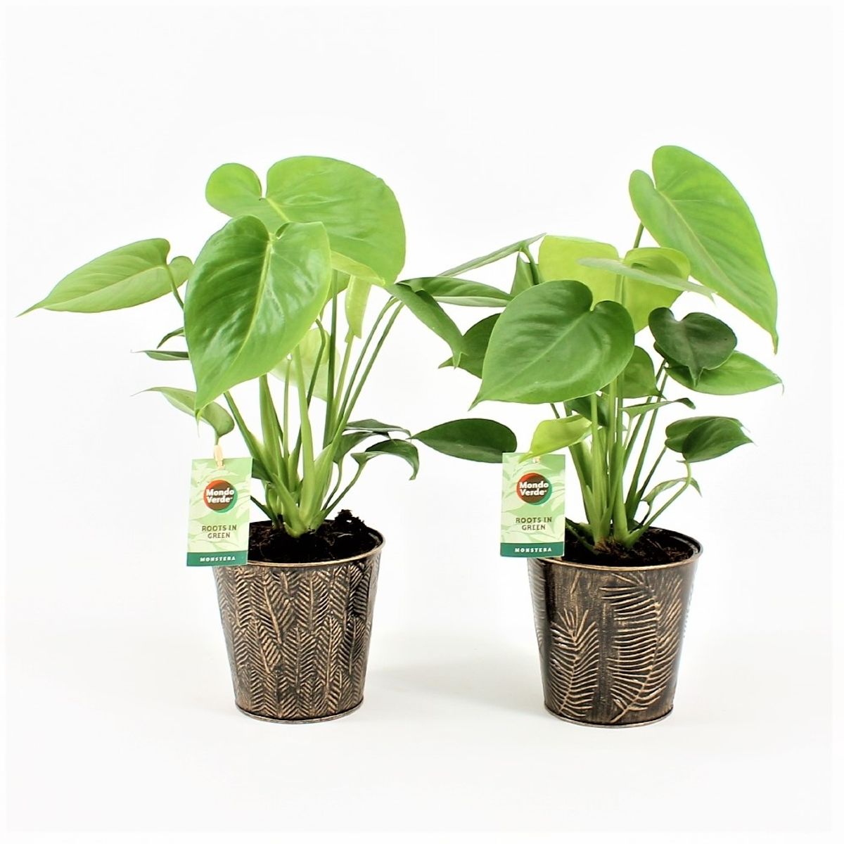 Monstera deliciosa — Plant Wholesale FlorAccess