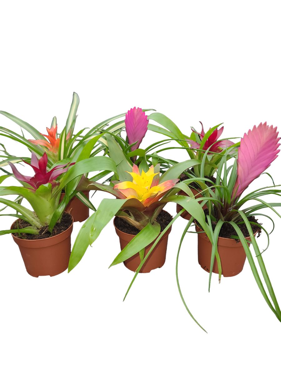 Bromelia MIX — Plant Wholesale FlorAccess