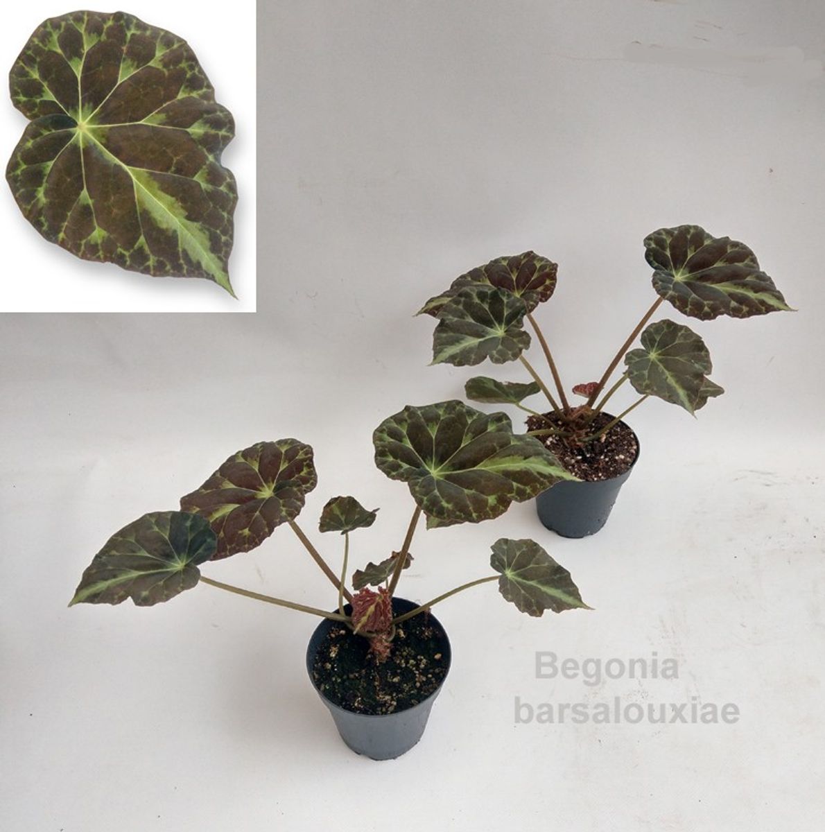 Begonia barsalouxiae — Plant Wholesale FlorAccess
