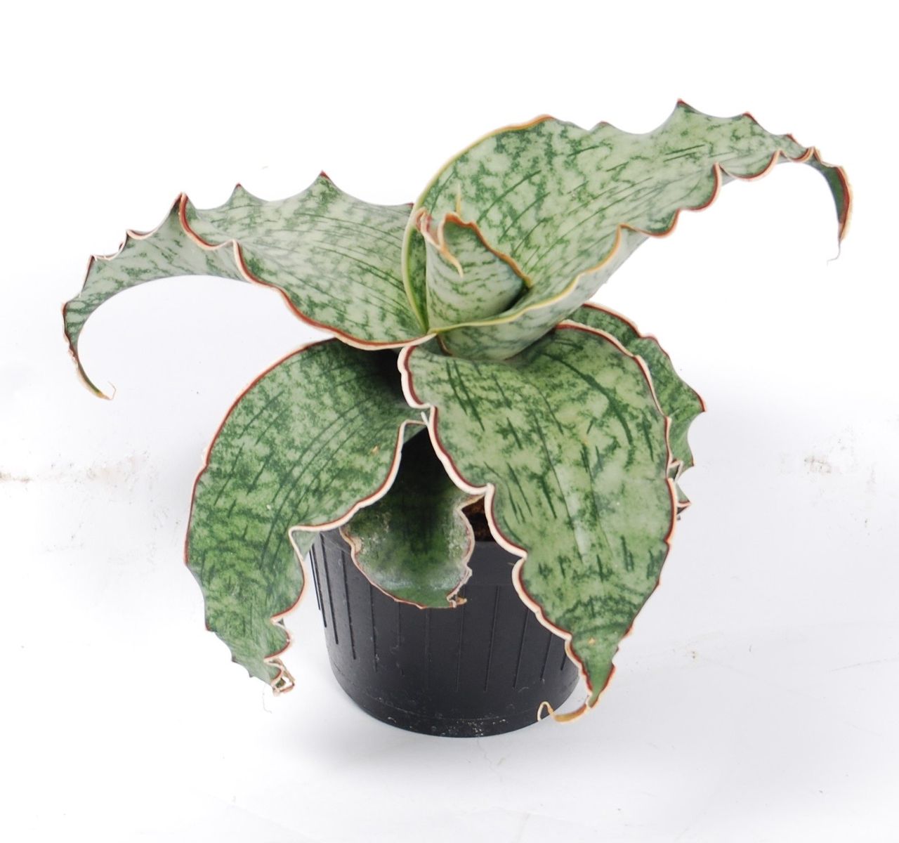 Sansevieria kirkii 'Silver Blue' — Plant Wholesale FlorAccess