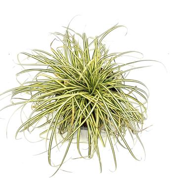Carex oshimensis EVERCOLOR EVERORO — Рослини оптом FlorAccess
