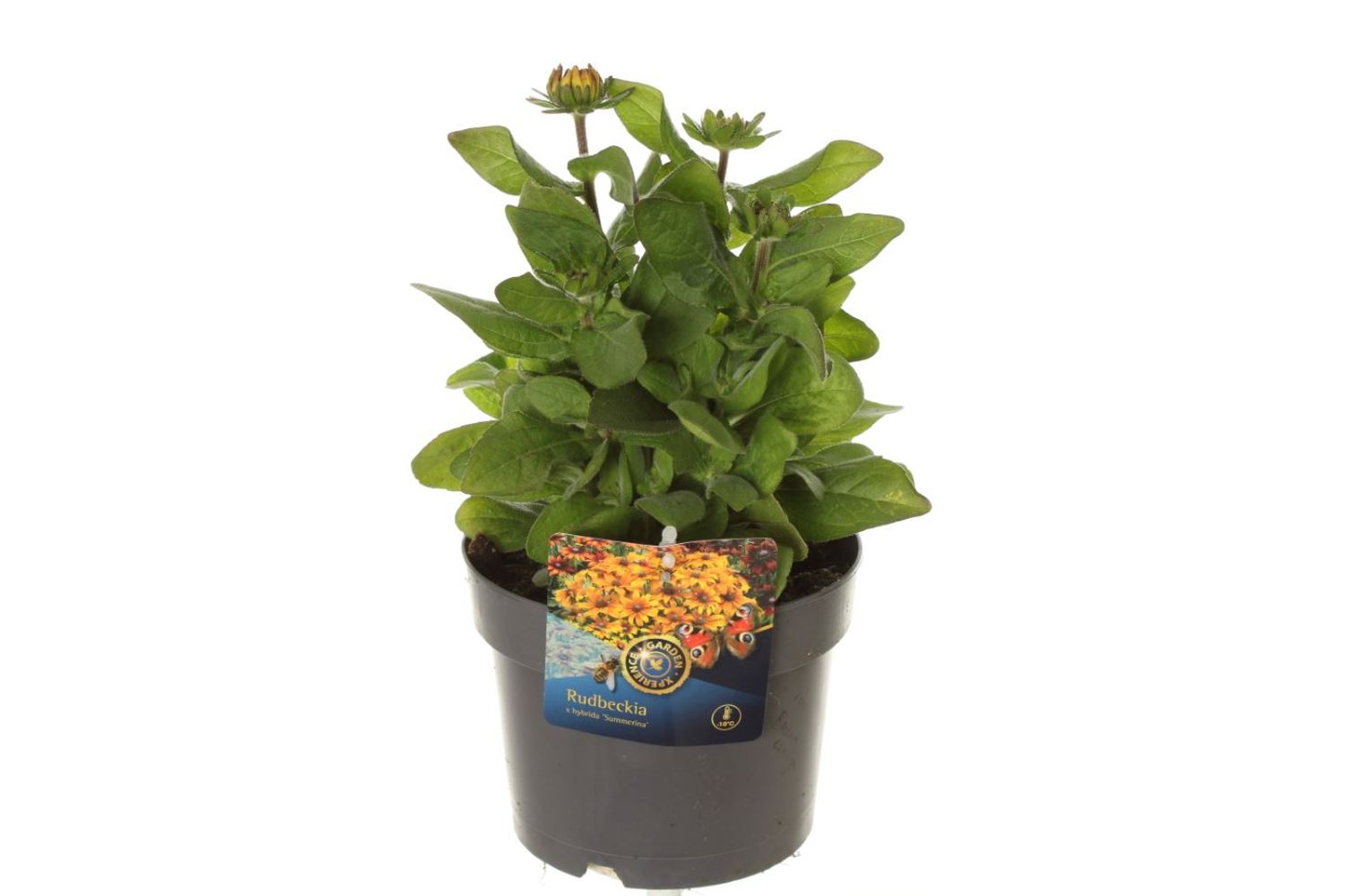 Rudbeckia hirta RUDY MINI BROWN ORANGE — Plant Wholesale FlorAccess