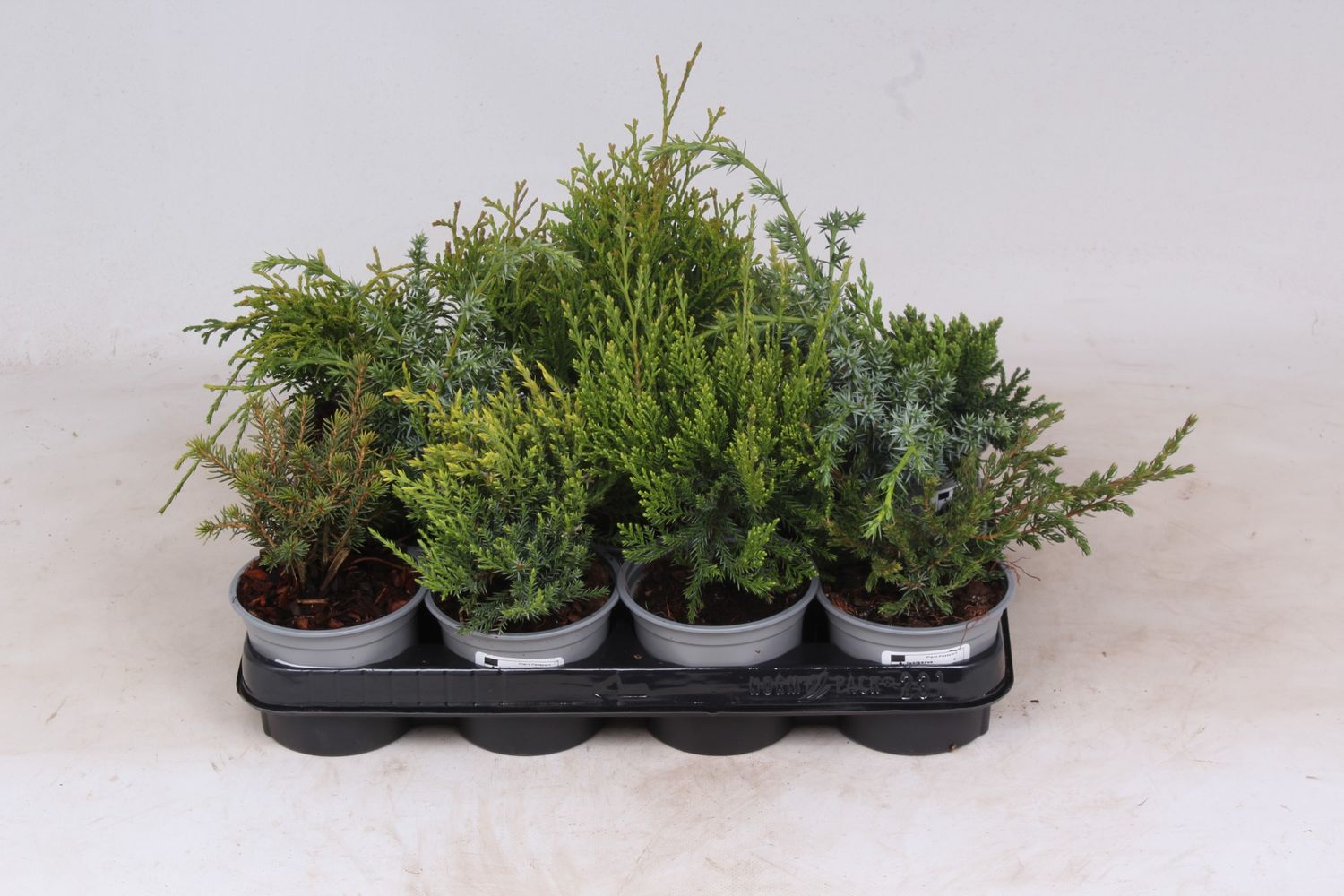 Conifers MIX — Plant Wholesale FlorAccess