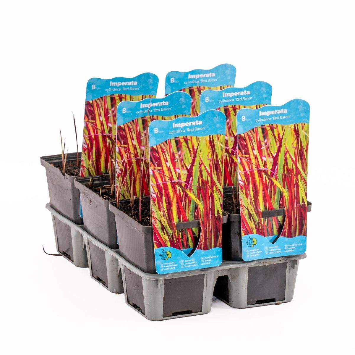 Imperata cylindrica 'Red Baron' — Plant Wholesale FlorAccess