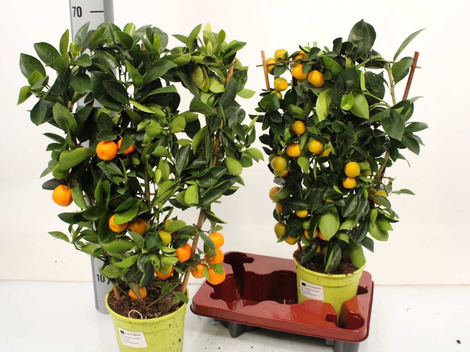 Citrus x microcarpa — Plant Wholesale FlorAccess