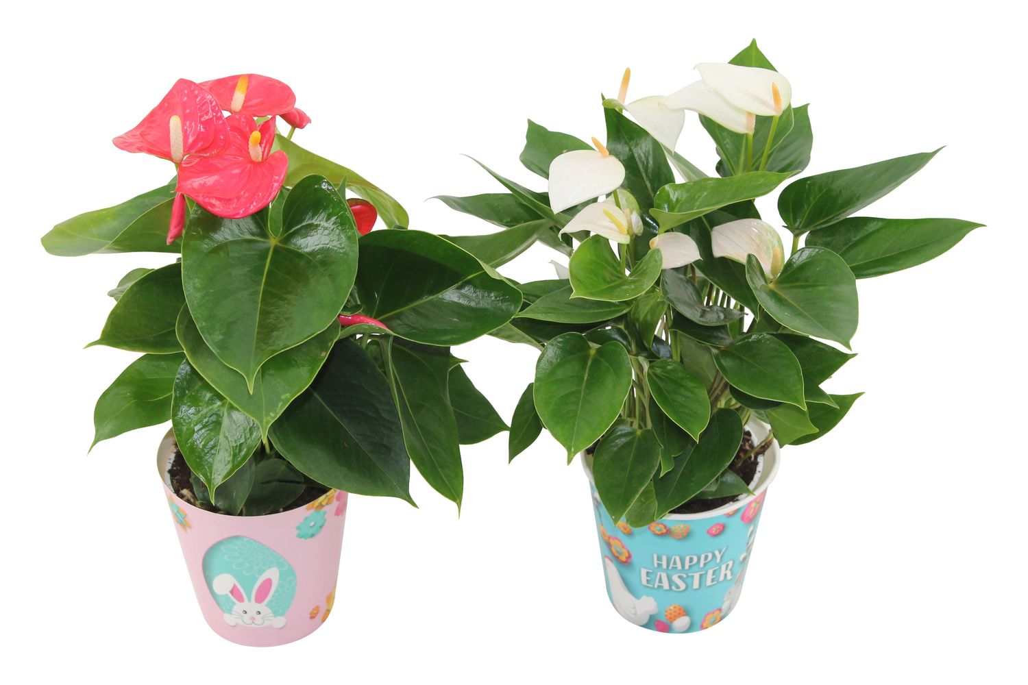 Anthurium FLAMINGO MIX — Mayorista de plantas FlorAccess