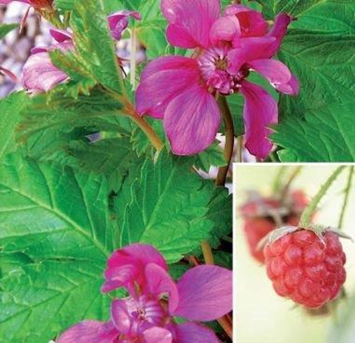 Rubus arcticus stellarcticus 'Linda' — Plant Wholesale FlorAccess