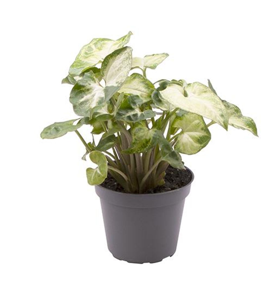 Syngonium 'Pixie' — Plant Wholesale FlorAccess