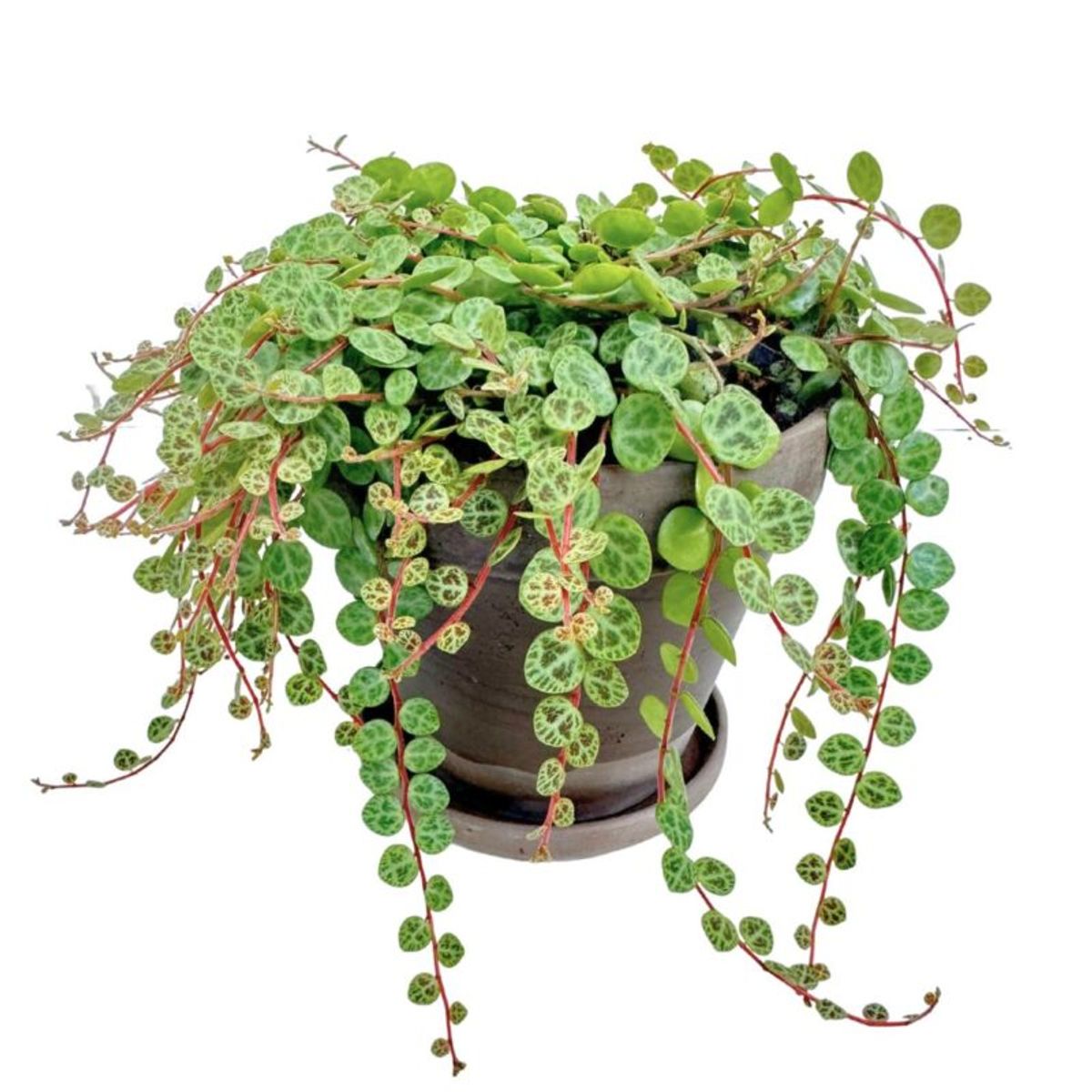 Peperomia prostrata — Рослини оптом FlorAccess