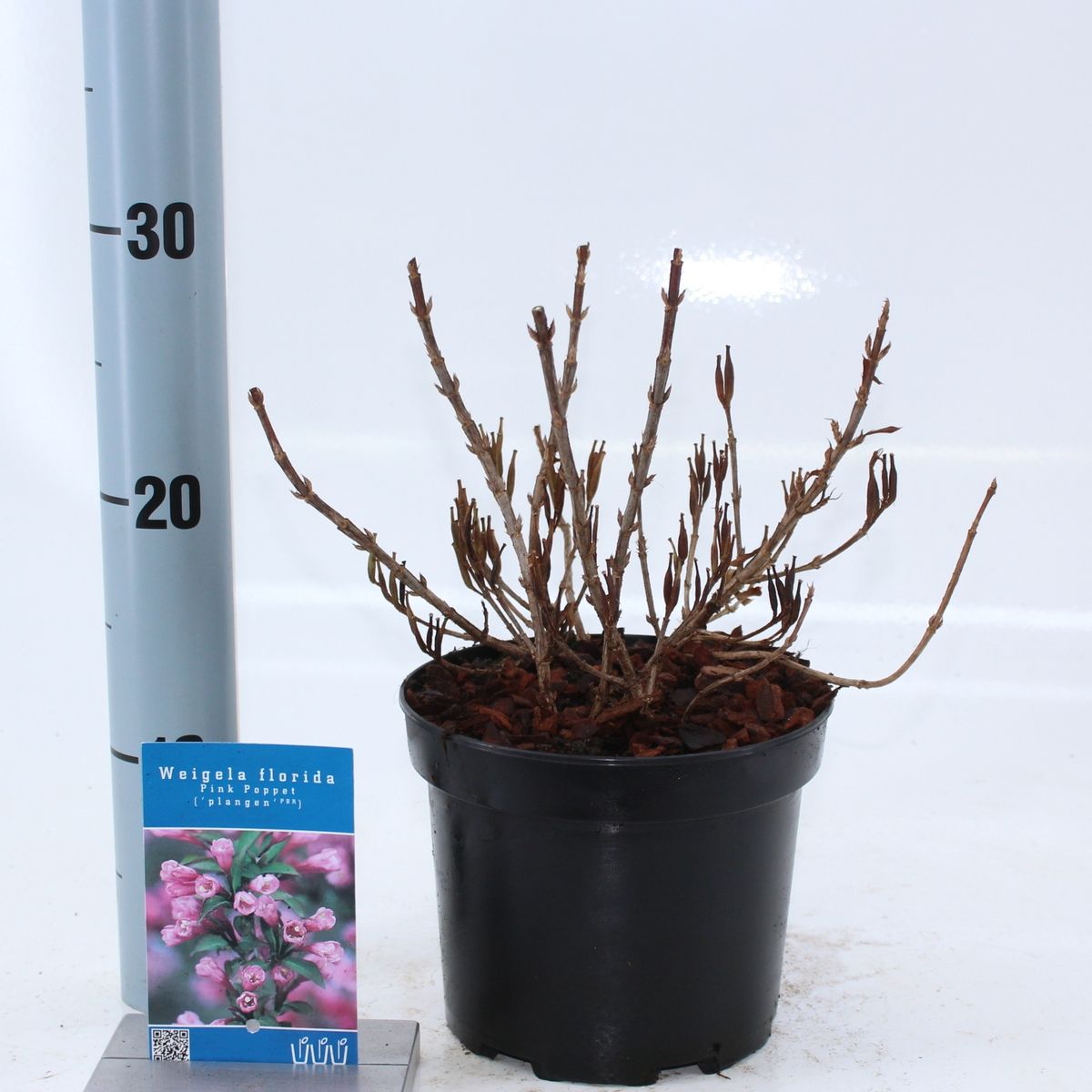 Weigela florida PINK POPPET — Plant Wholesale FlorAccess