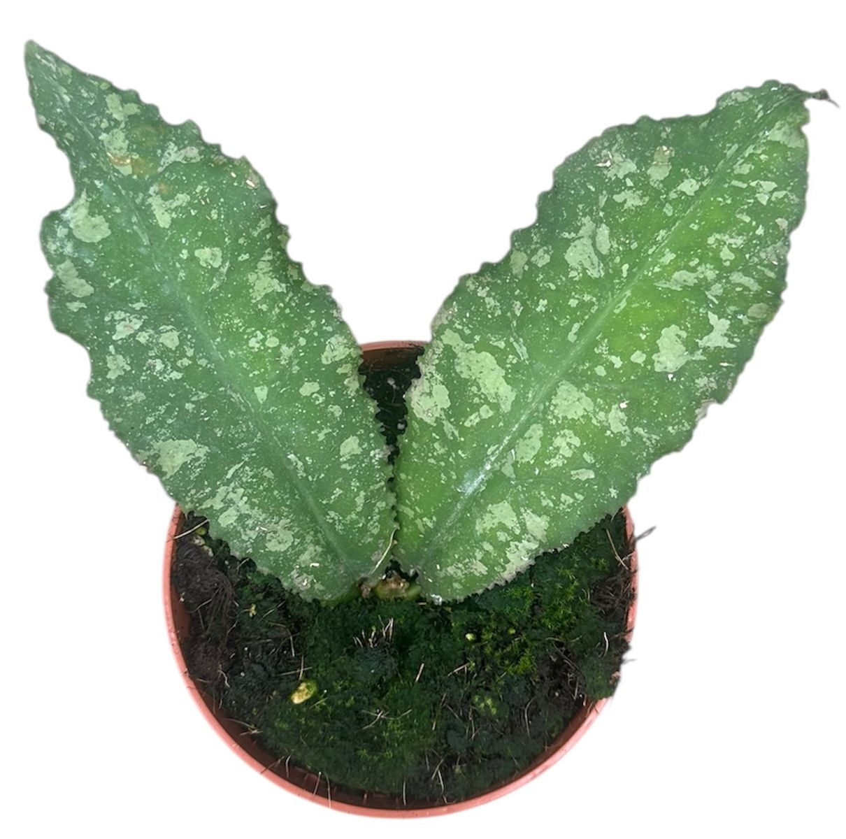 Hoya undulata 'Splash' — Plant Wholesale FlorAccess