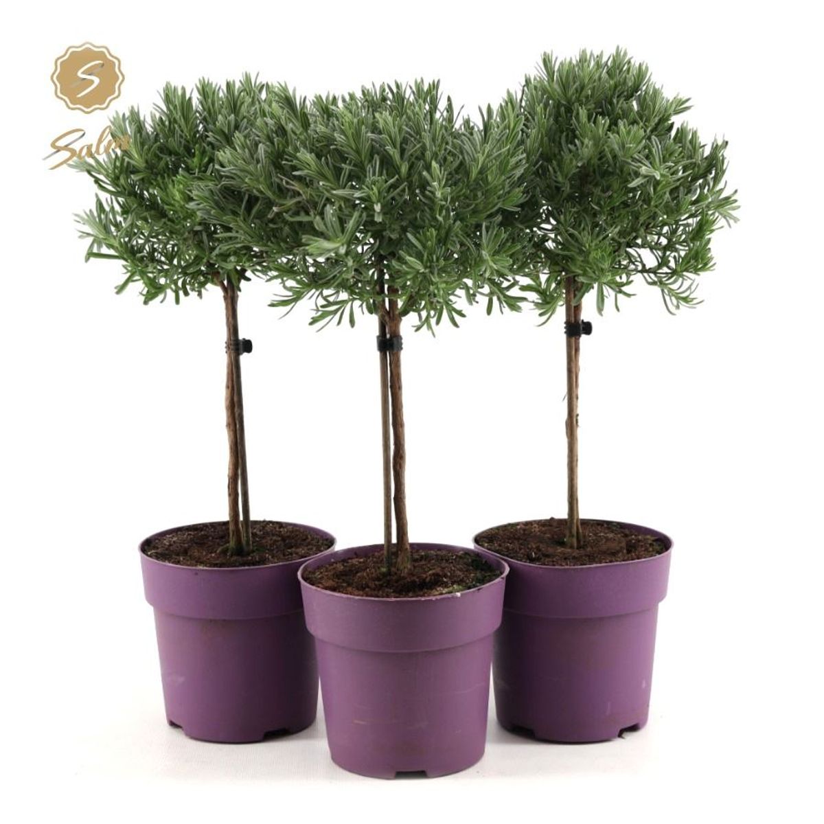 Lavandula stoechas 'Anouk' — Plant Wholesale FlorAccess