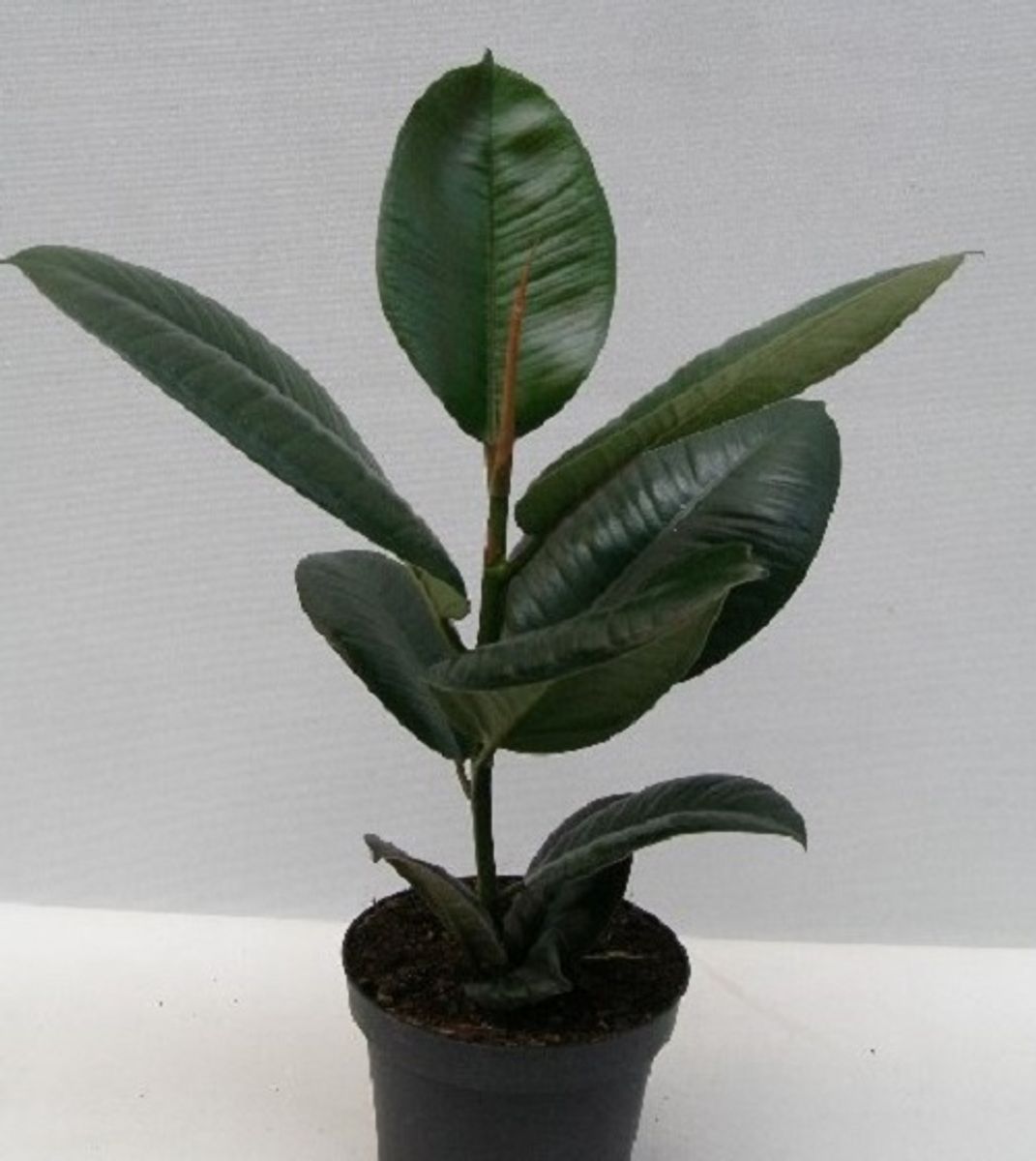 Ficus elastica 'Robusta' — Plant Wholesale FlorAccess