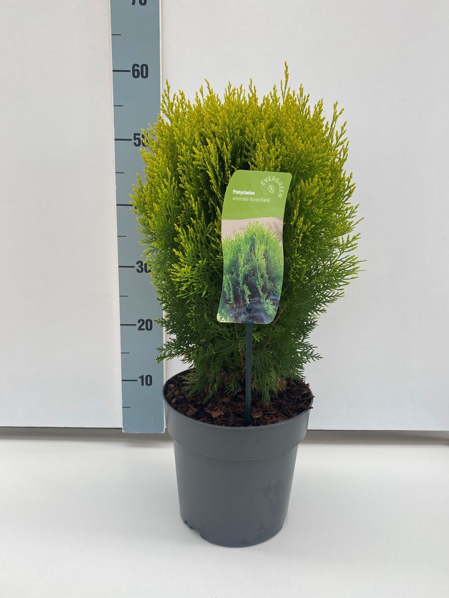 Platycladus orientalis 'Aurea Nana' — Plant Wholesale FlorAccess