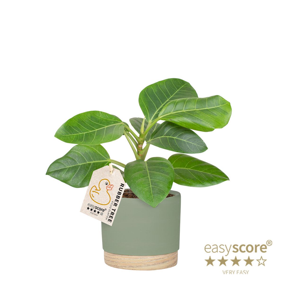 Ficus altissima — Plant Wholesale FlorAccess