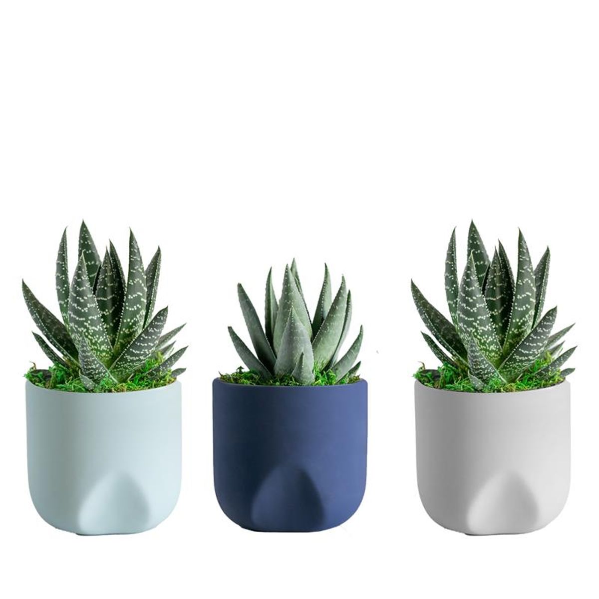 Pot 9 cm — Plant Wholesale FlorAccess