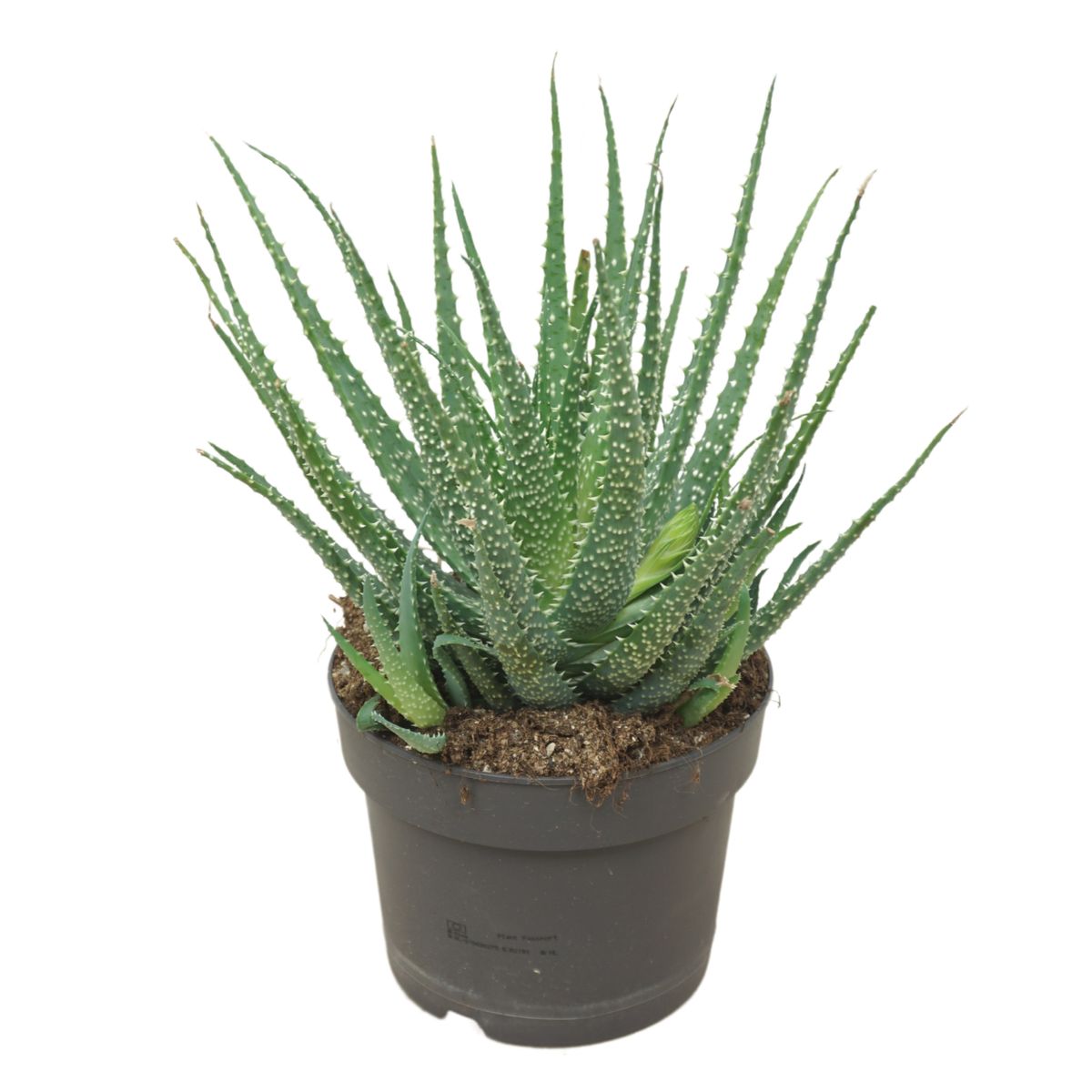 Aloe humilis — Plant Wholesale FlorAccess