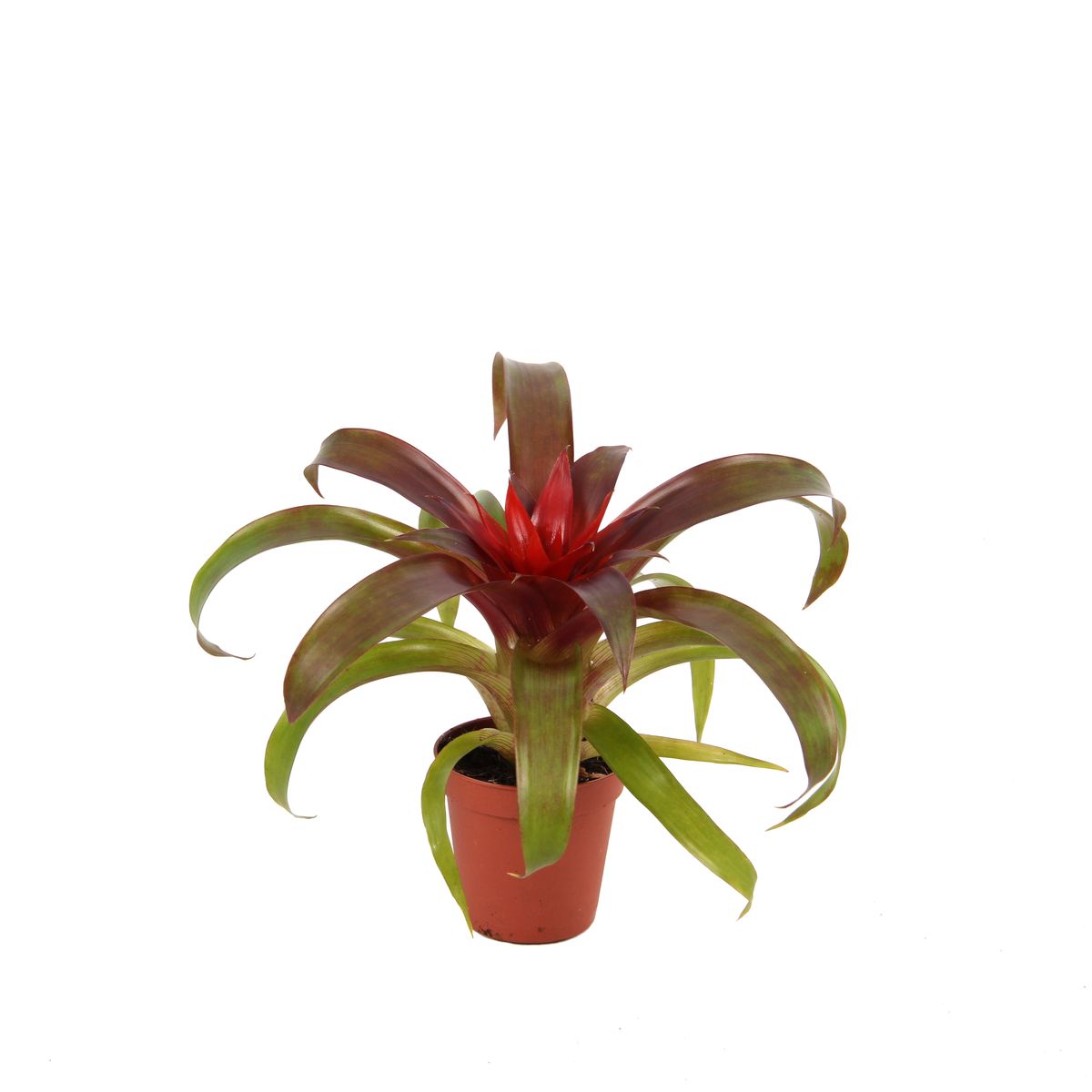Guzmania 'Revolution' — Plant Wholesale FlorAccess