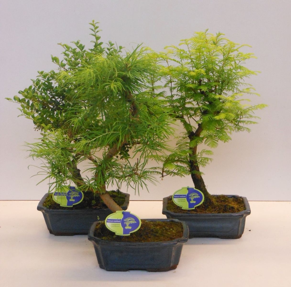 Bonsai MIX — Plant Wholesale FlorAccess