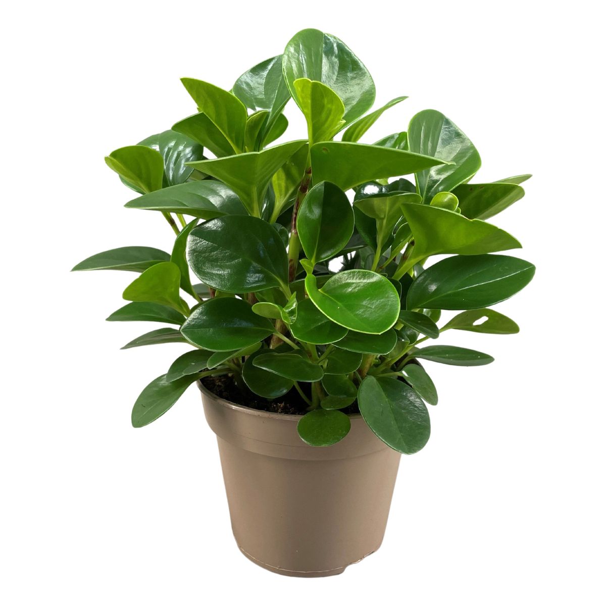 Peperomia obtusifolia 'Green Gold' — Plant Wholesale FlorAccess