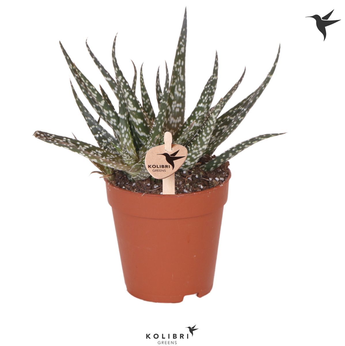 Aloe 'Mingo' — Plant Wholesale FlorAccess