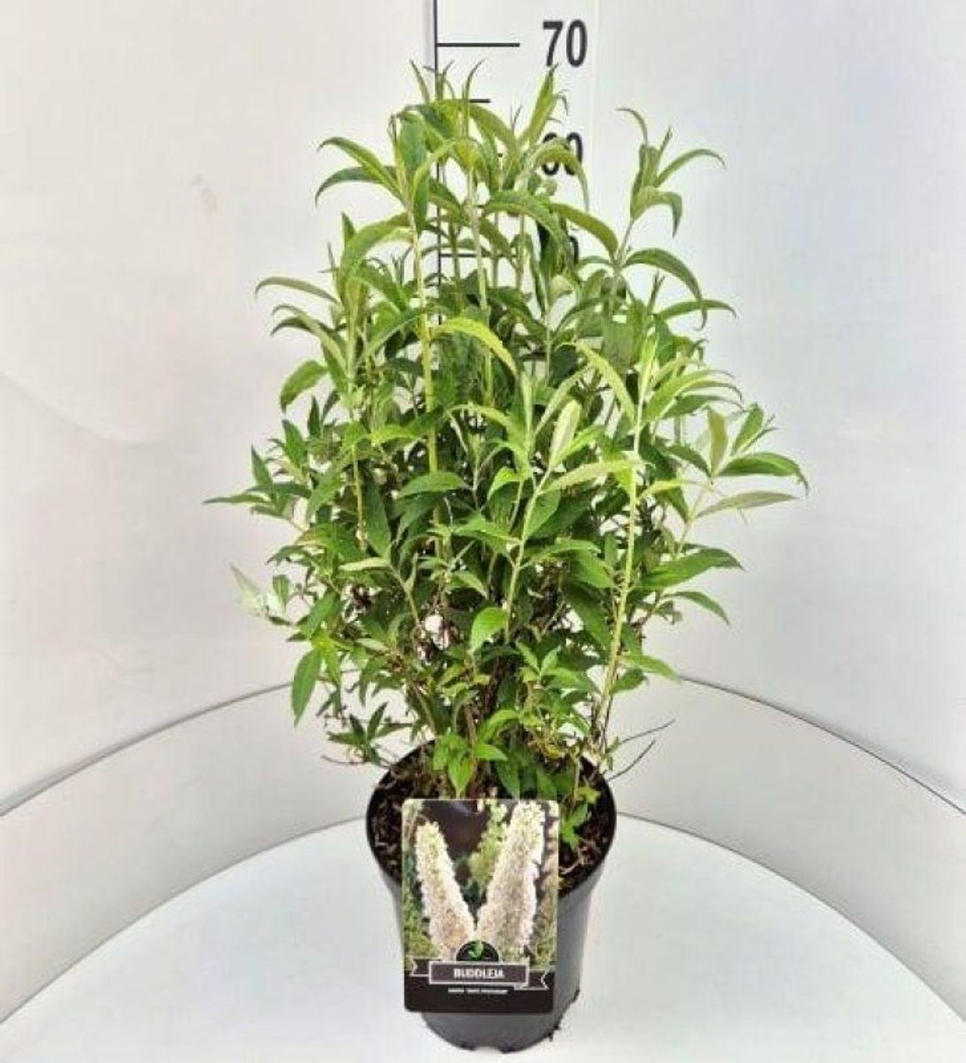 Buddleja davidii 'White Profusion' — Plant Wholesale FlorAccess