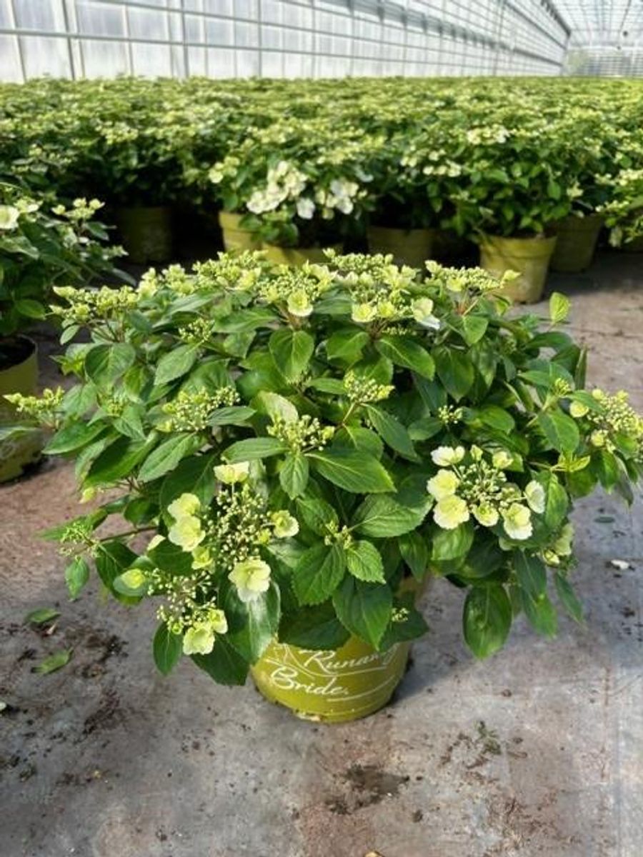 Hydrangea RUNAWAY BRIDE — Plant Wholesale FlorAccess
