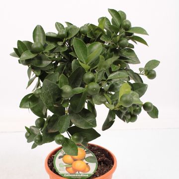 Citrus x microcarpa — Plant Wholesale FlorAccess