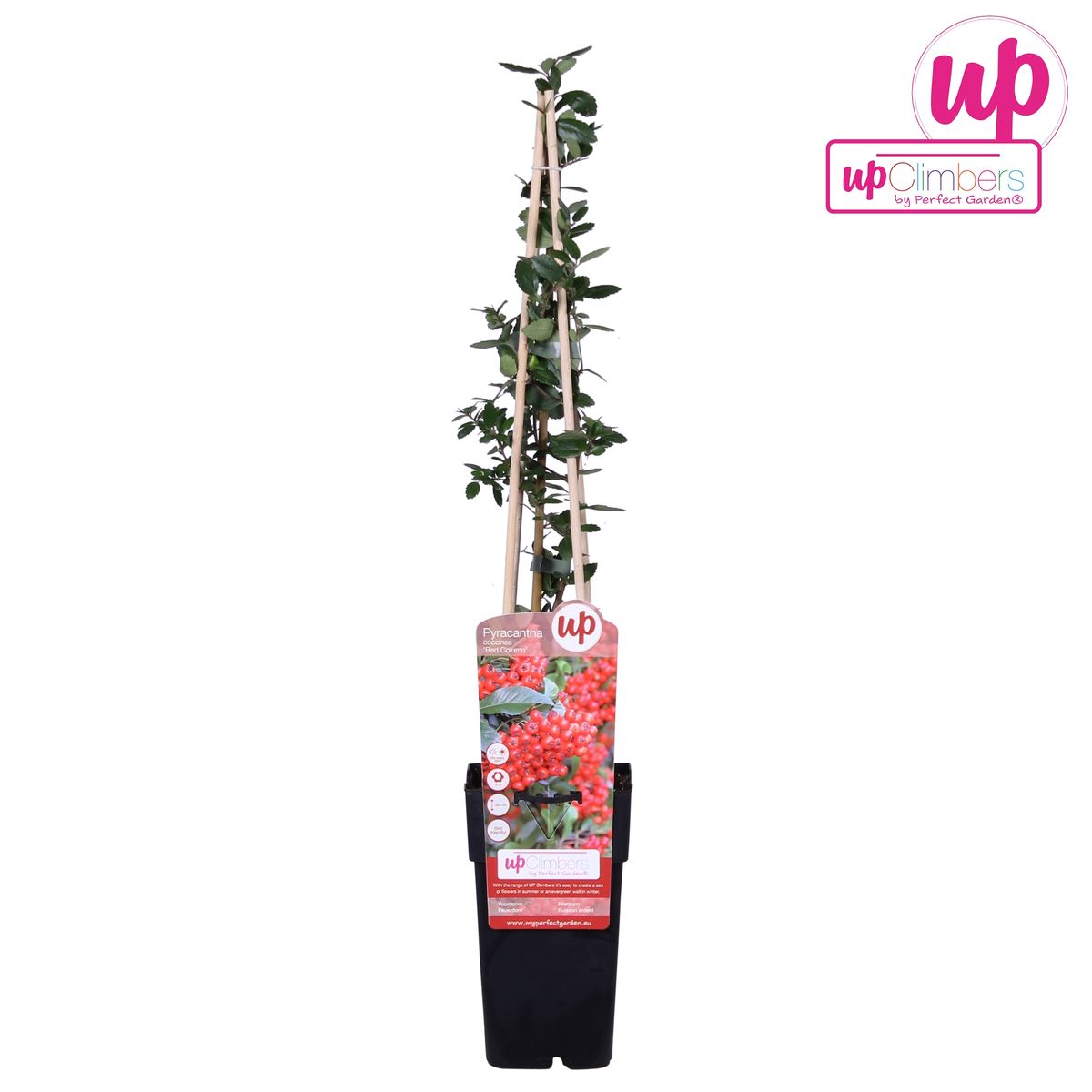 Pyracantha coccinea 'Red Column' — Plant Wholesale FlorAccess