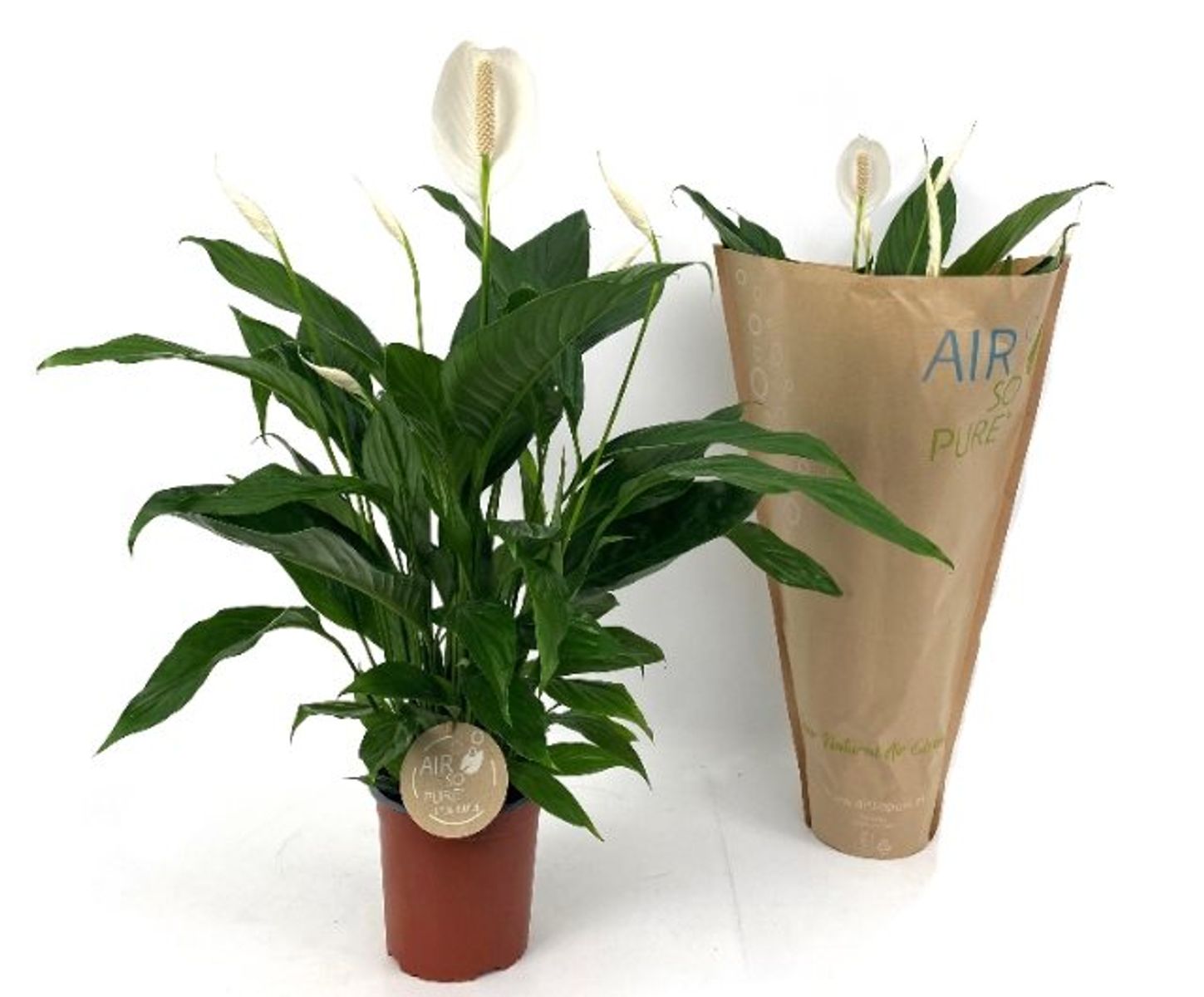 Spathiphyllum BINGO CUPIDO — Plant Wholesale FlorAccess