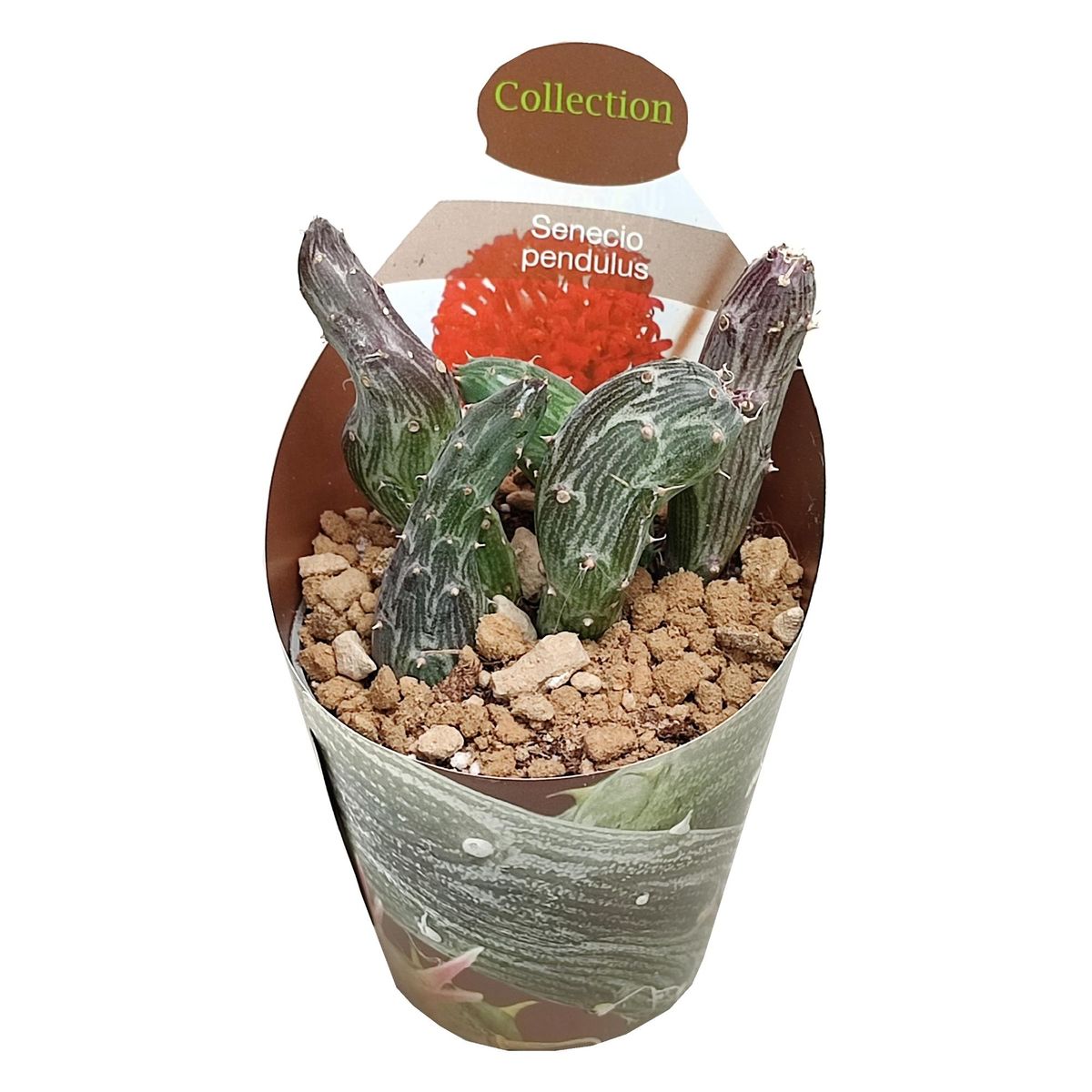 Senecio pendulus — Plant Wholesale FlorAccess