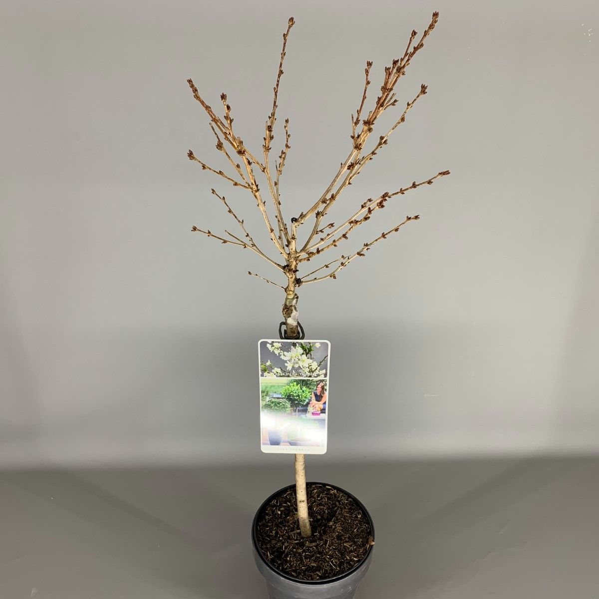 Prunus incisa 'Midori-zakura' — Plant Wholesale FlorAccess