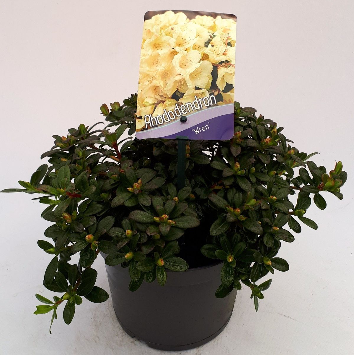 Rhododendron 'Wren' — Hurtownia roślin FlorAccess